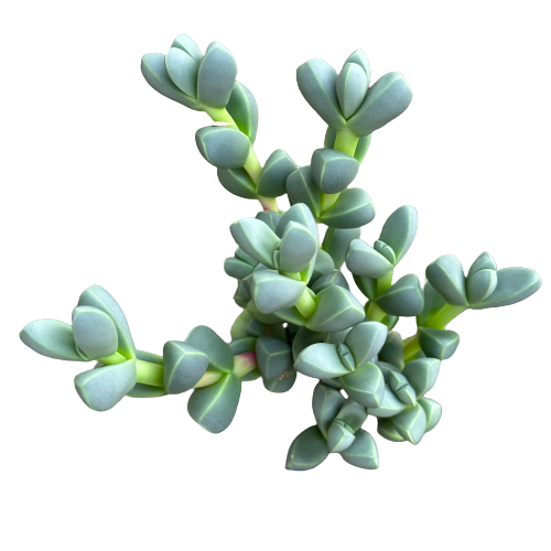 Corpuscularia lehmannii 'ICE PLANT' – THE PLANT BASE