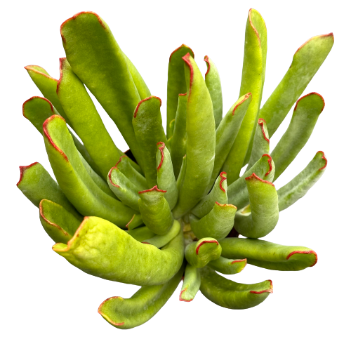 Crassula ovata hobbit 'ET FINGERS' – THE PLANT BASE