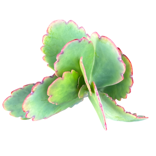 Kalanchoe fedtschenkoi ‘LAVENDER SCALLOPS’ – THE PLANT BASE