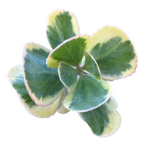 Kalanchoe fedtschenkoi ‘VARIEGATED SCALLOPS’ – THE PLANT BASE