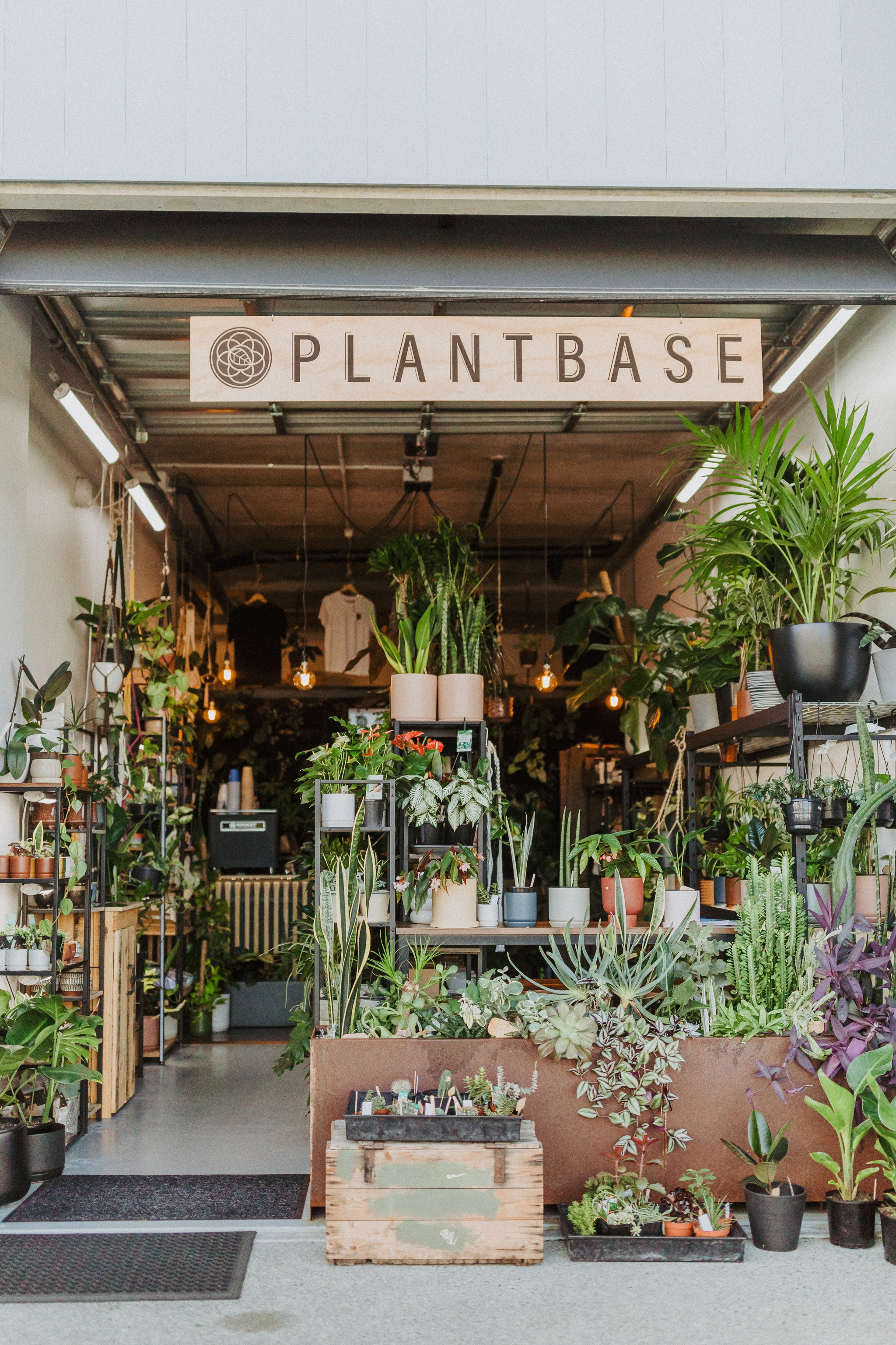 Plantbase - Online Plants & Gifts Store – THE PLANT BASE