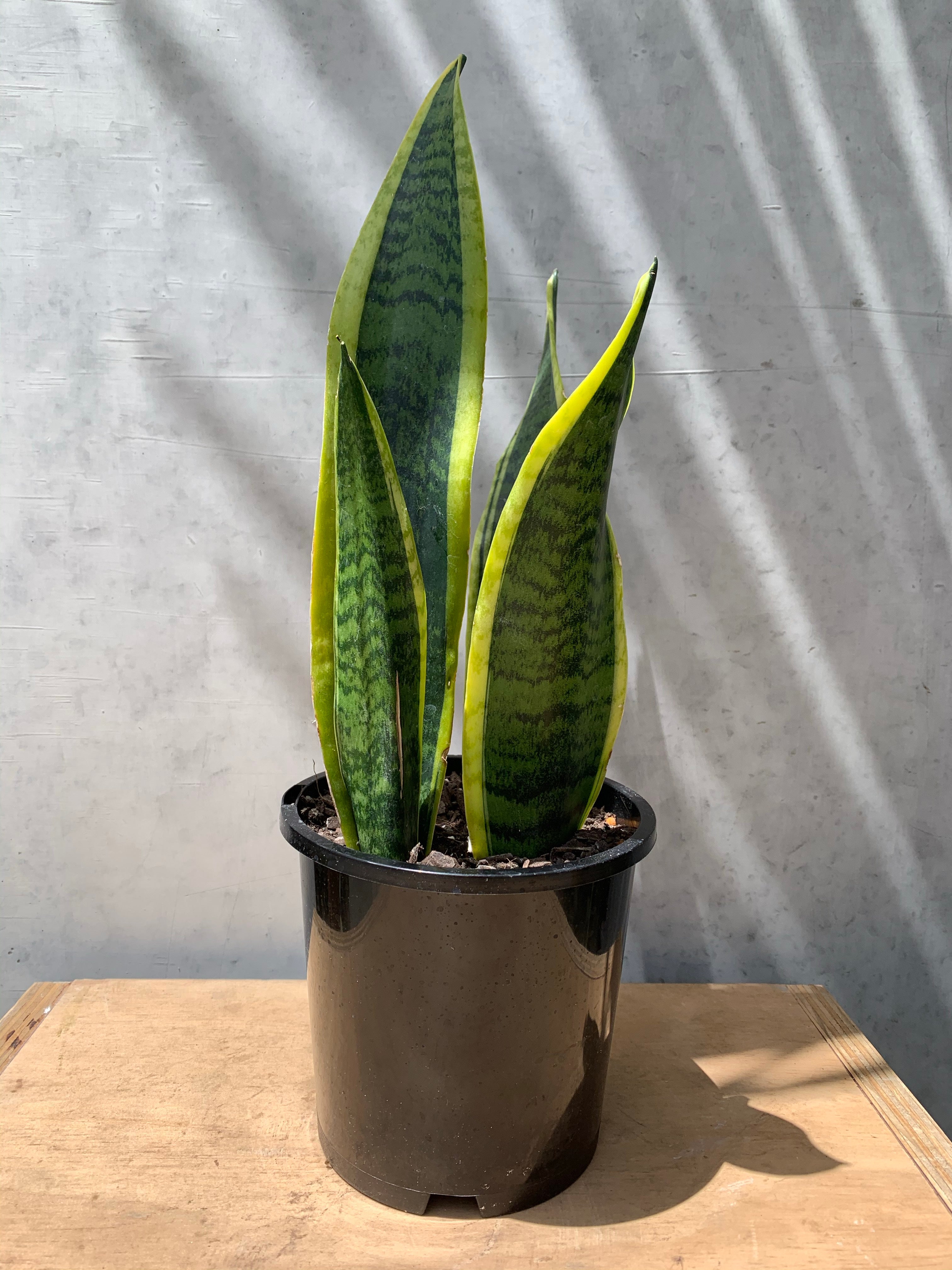Snake Plant - Superba – THE PLANT BASE